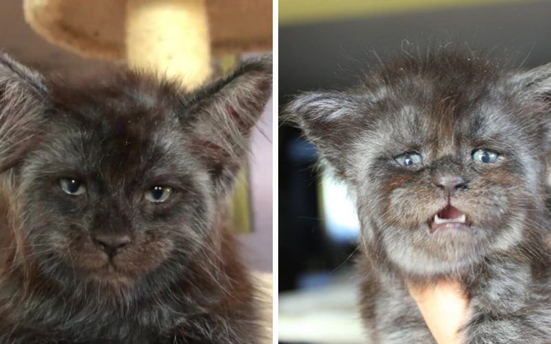 Ce chat avec un "visage humain" est la nouvelle coqueluche d'internet ...