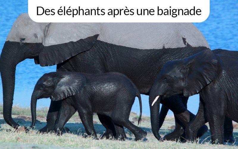 28 clichés d’animaux avec des légendes qui vous feront sourire