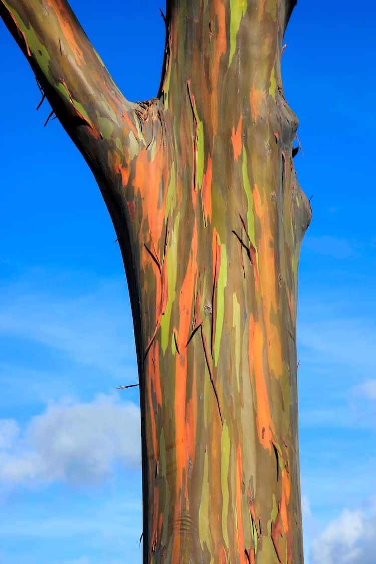 Ces eucalyptus se transforment en arcs-en-ciel lorsque leurs écorces ...