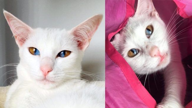 Une maladie génétique rare a donné à ce chat de magnifiques yeux bicolores