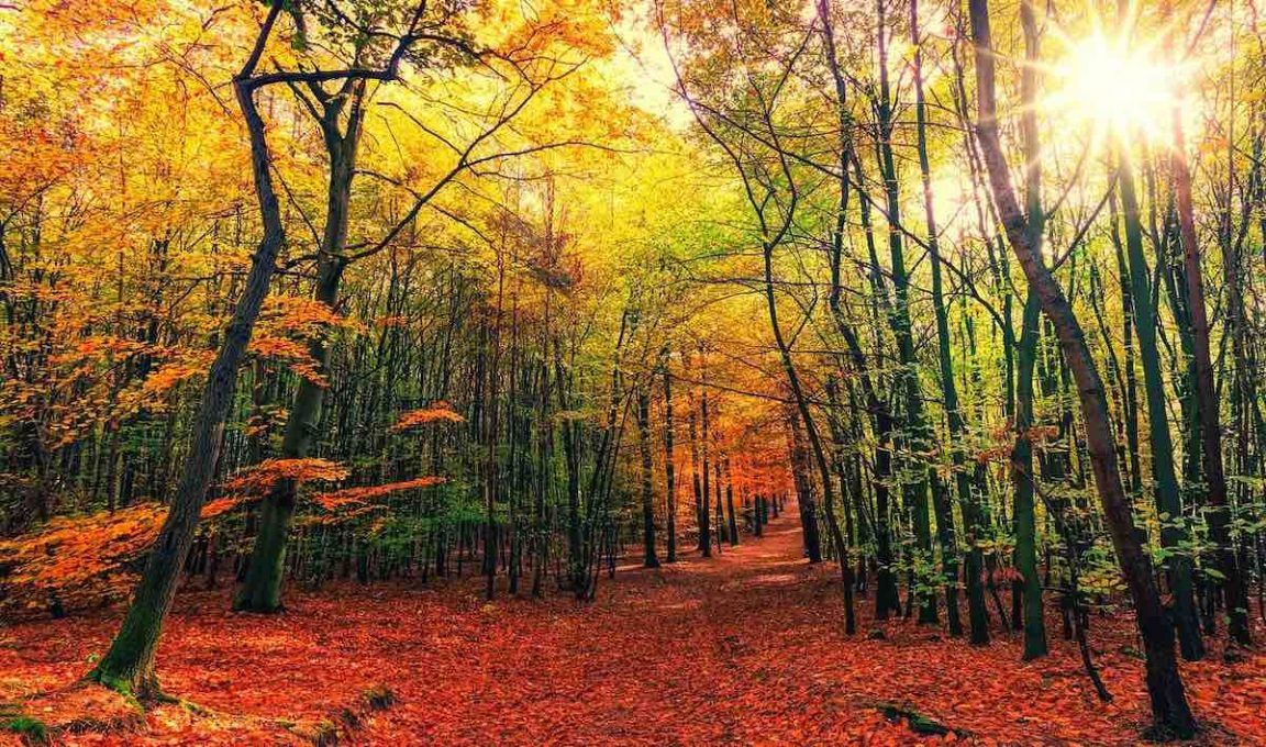 Une forêt enchanteresse photographiée à différentes saisons souligne la ...