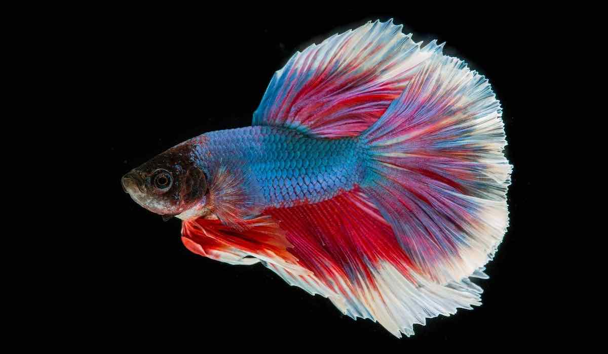 Ces photos de poissons de combat siamois ressemblent à des nuages d ...