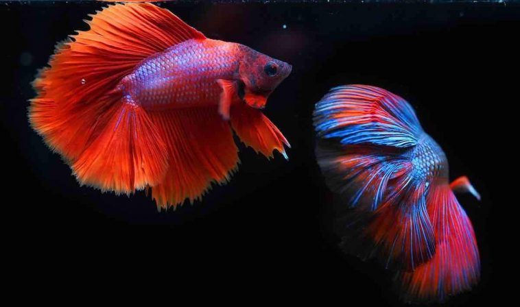 Ces photos de poissons de combat siamois ressemblent à des nuages d ...