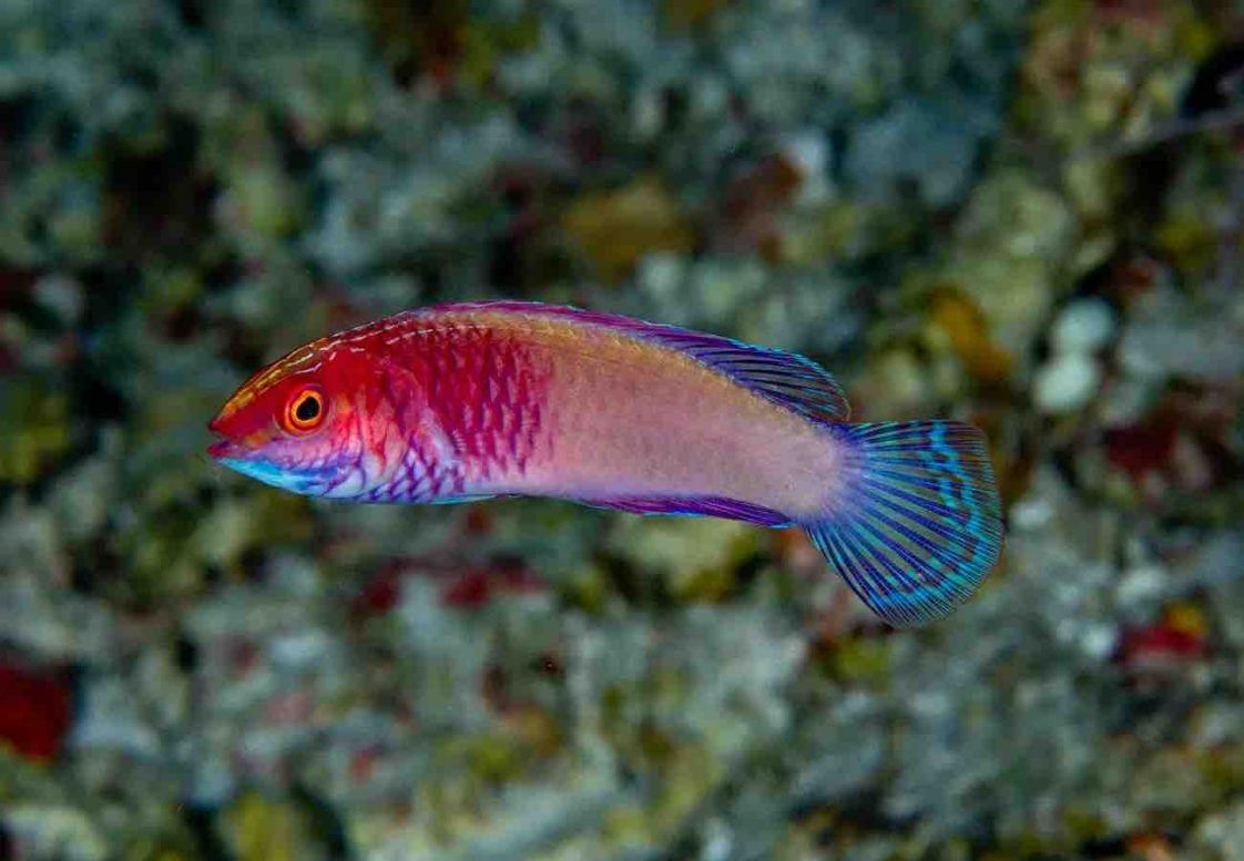 Découverte d'une nouvelle espèce de poisson psychédélique avec des ...