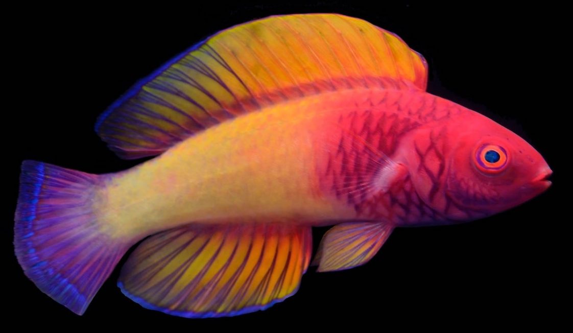 Découverte d'une nouvelle espèce de poisson psychédélique avec des ...