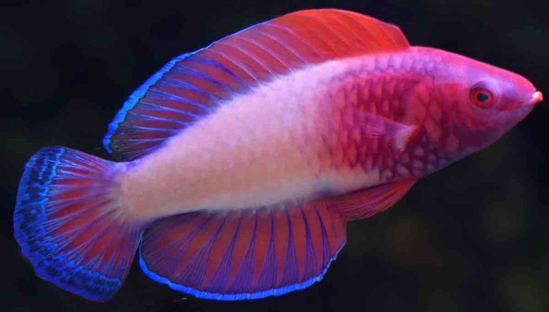 Découverte d'une nouvelle espèce de poisson psychédélique avec des ...