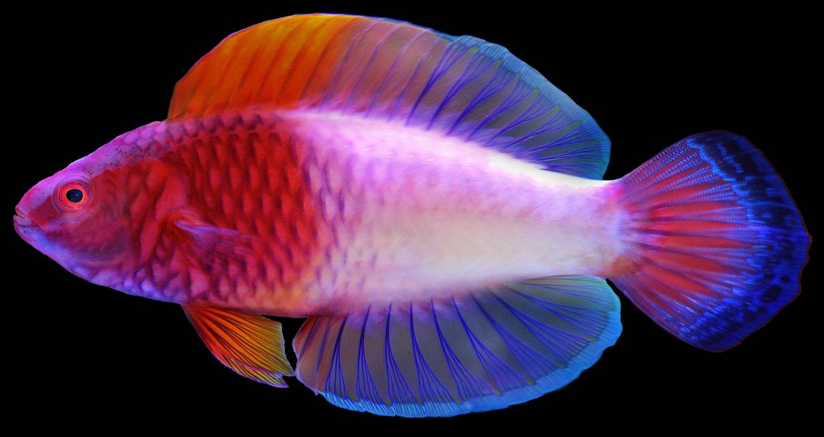 Découverte d'une nouvelle espèce de poisson psychédélique avec des ...