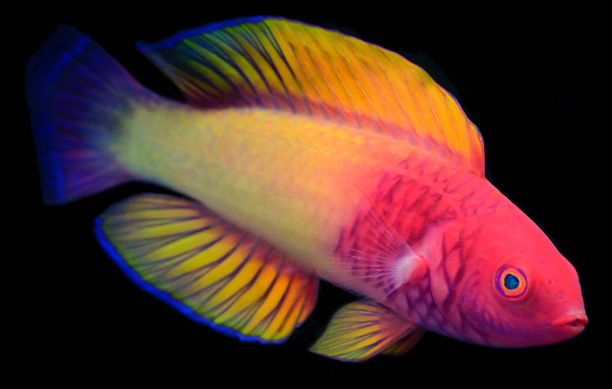 Découverte d'une nouvelle espèce de poisson psychédélique avec des ...