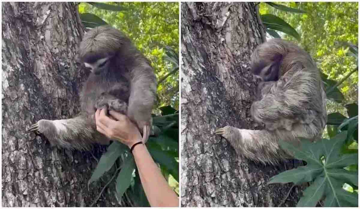 Un bébé paresseux qui pleure retrouve sa mère après être tombé de ses ...