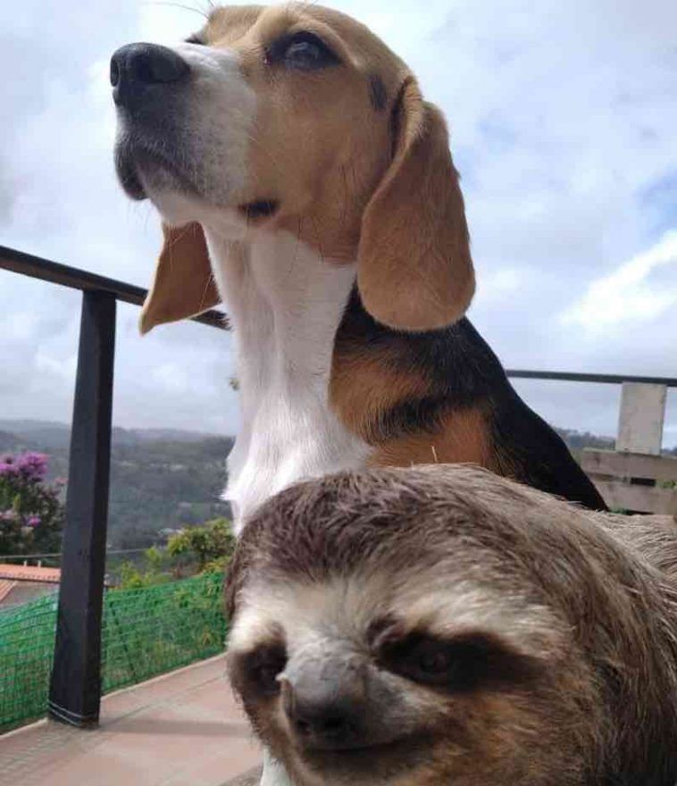Un paresseux et un chien Beagle secourus deviennent les meilleurs amis