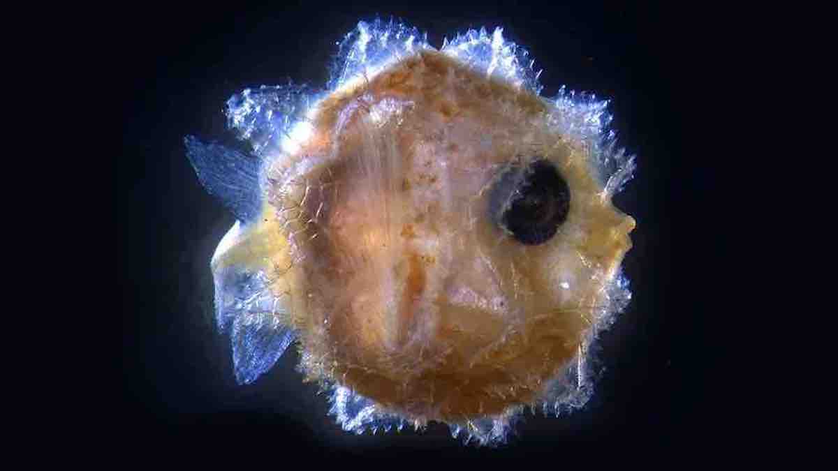 Une larve de poisson-lune géant dévoilée pour la première fois et c'est ...