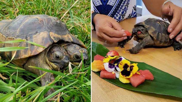 Janus, la plus vieille tortue à deux têtes du monde célèbre ses 25 ans ...