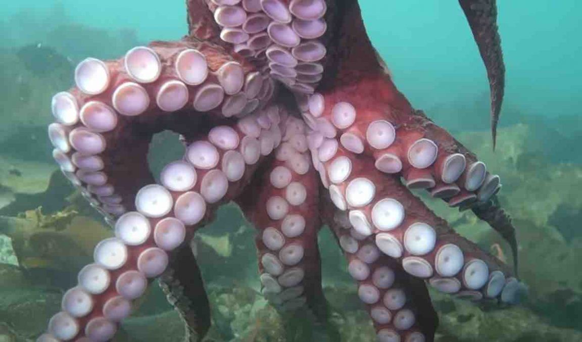 Une gentille et inquiétante pieuvre géante du Pacifique fait un gros câlin de tentacules à un ...