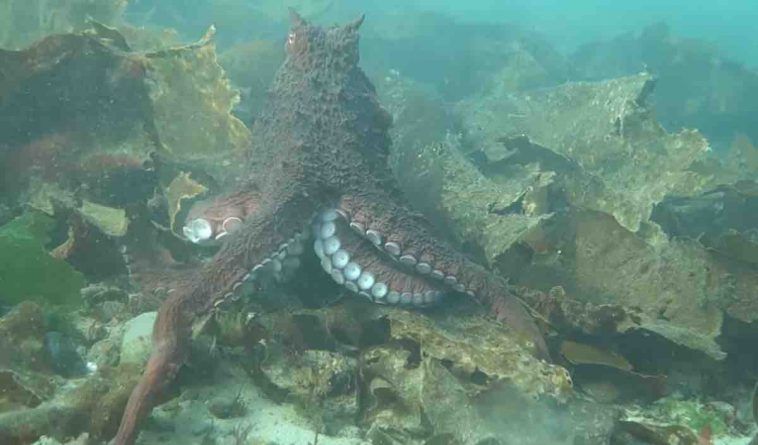 Une gentille et inquiétante pieuvre géante du Pacifique fait un gros ...