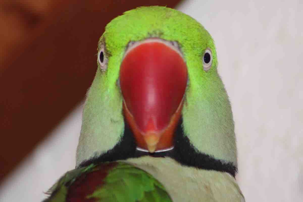 Des perroquets continuent d'attaquer des fermes de pavot pour se ...