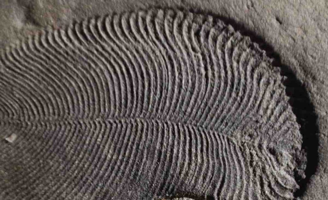 Ce fossile antique soi-disant très rare a en fait été fabriqué par ...