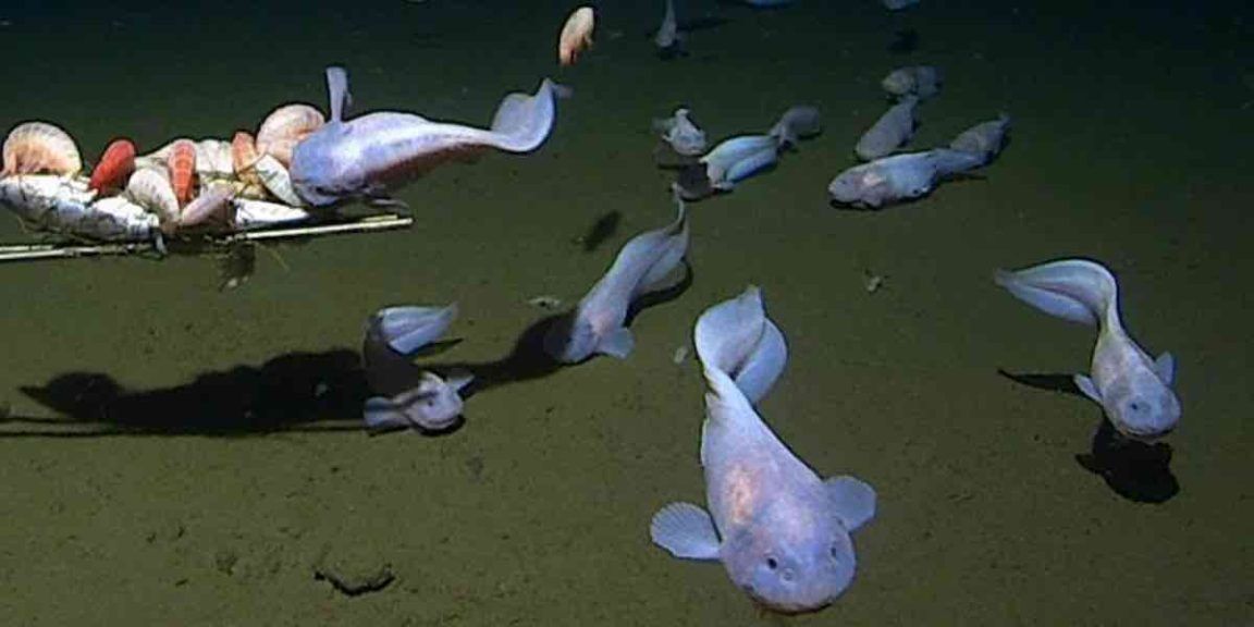 Un poisson a été filmé à plus de 8 km de profondeur pour la première ...