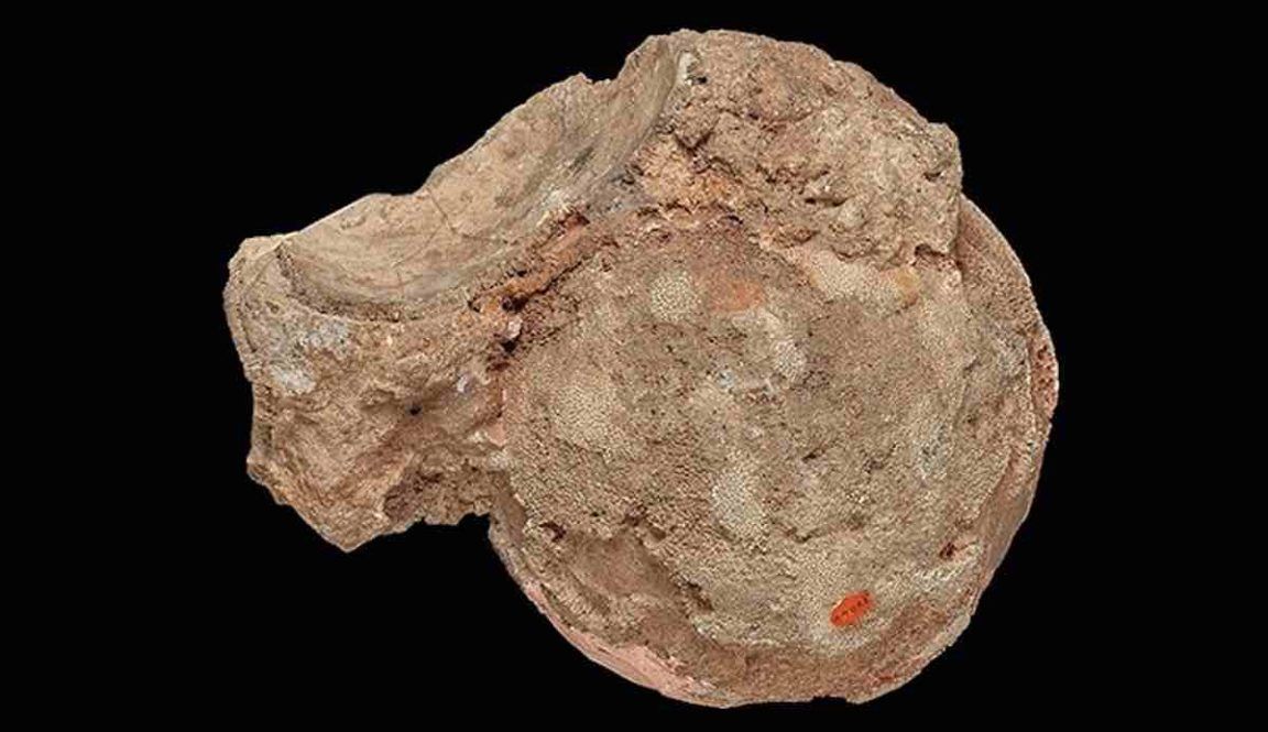 Ce que les scientifiques ont longtemps cru n'être qu'un cristal d'agate ...