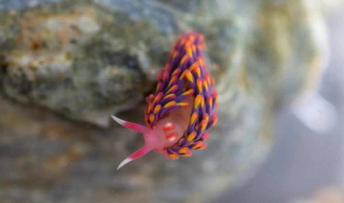 La limace de mer arc-en-ciel. À marrée basse, une femme repère une ...