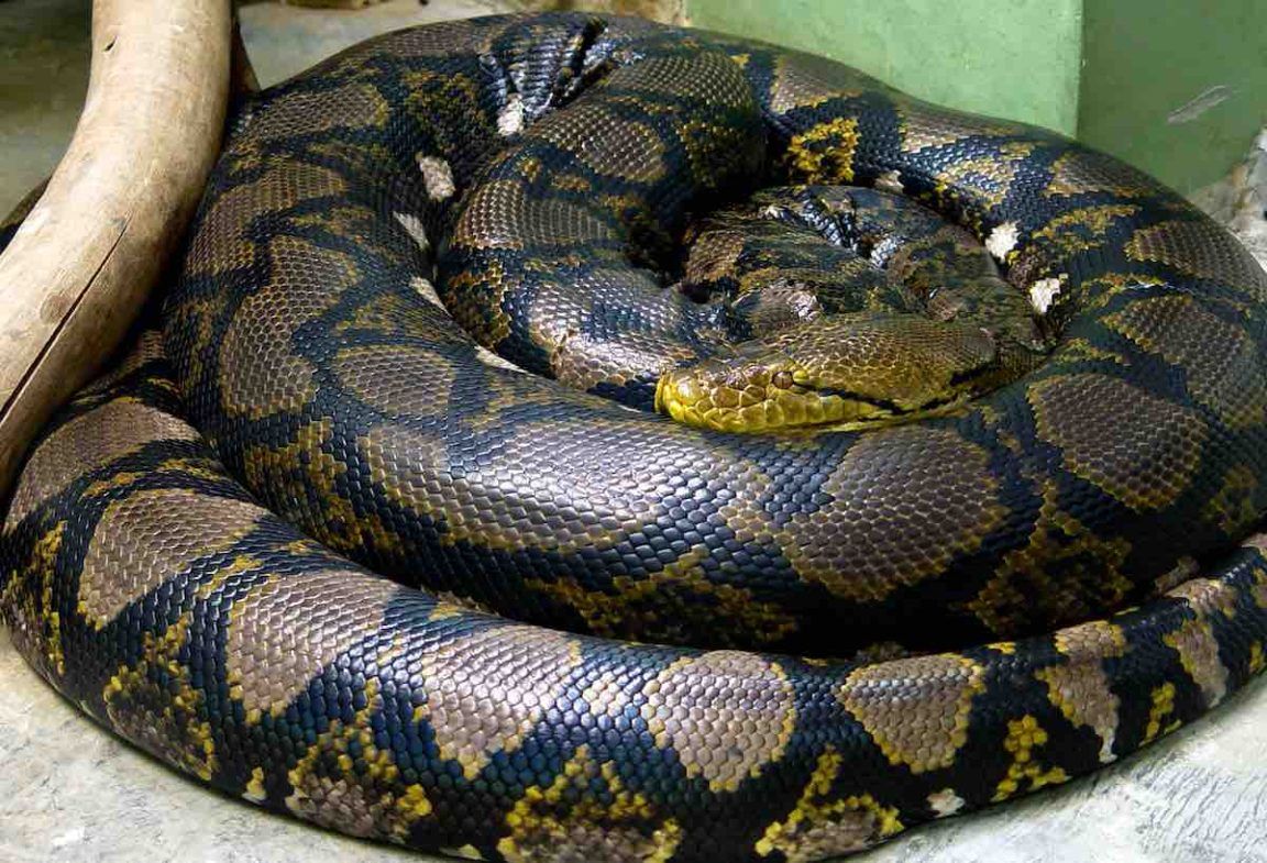Le plus long serpent du monde peut atteindre une longueur de 10 mètres ...