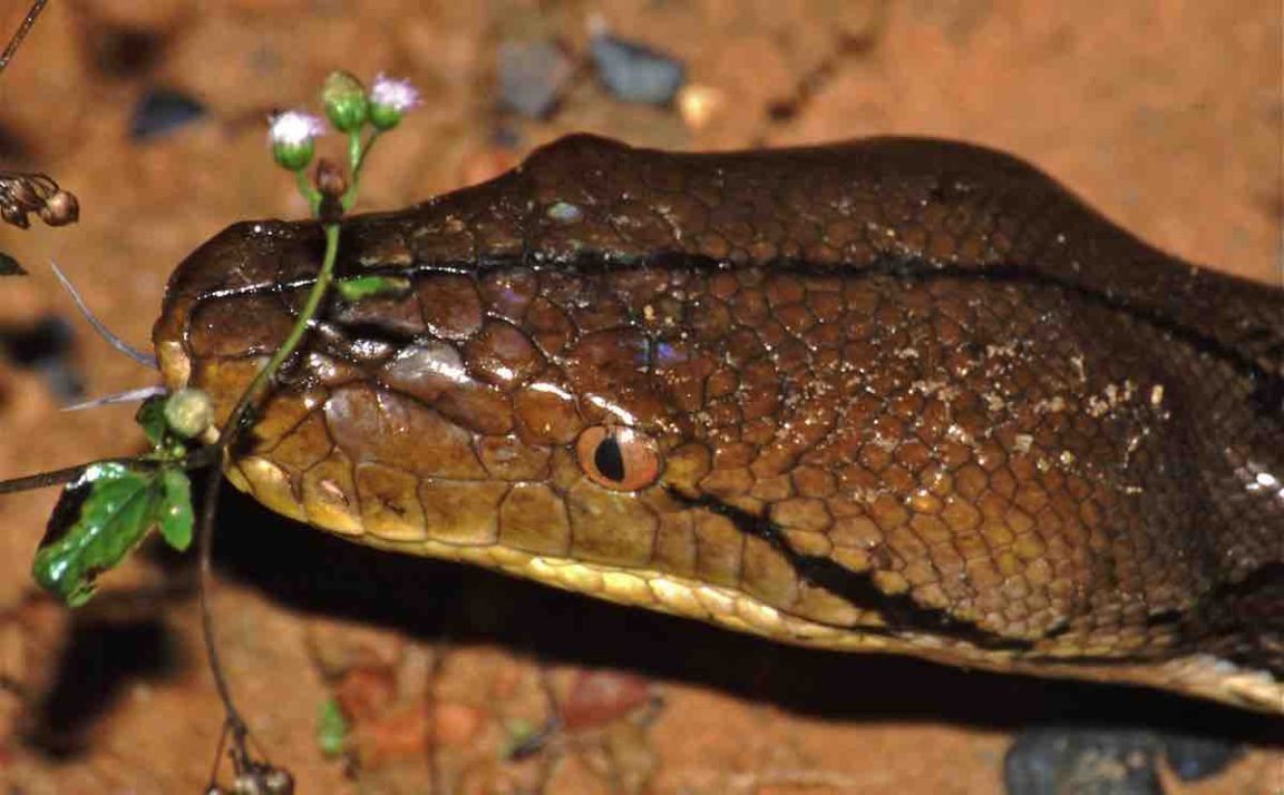 Le plus long serpent du monde peut atteindre une longueur de 10 mètres ...