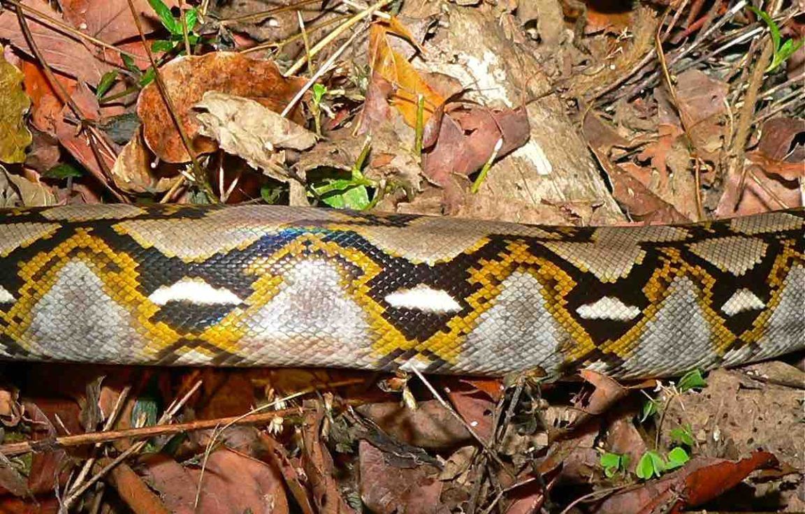 Le plus long serpent du monde peut atteindre une longueur de 10 mètres ...