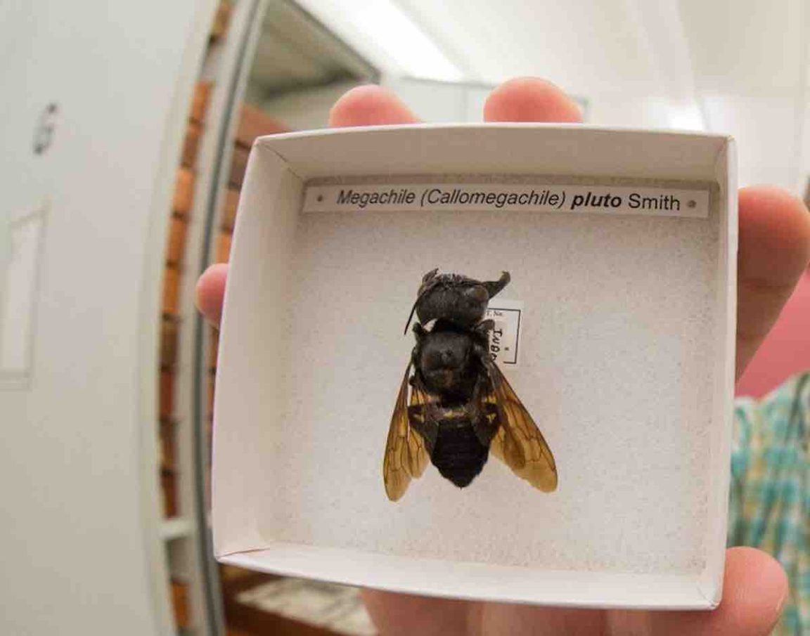 La plus grande abeille du monde que l'on croyait éteinte a été ...