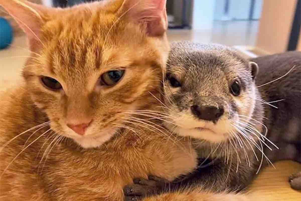 Un adorable bébé loutre doit câliner son ami chat orange pour faire une ...