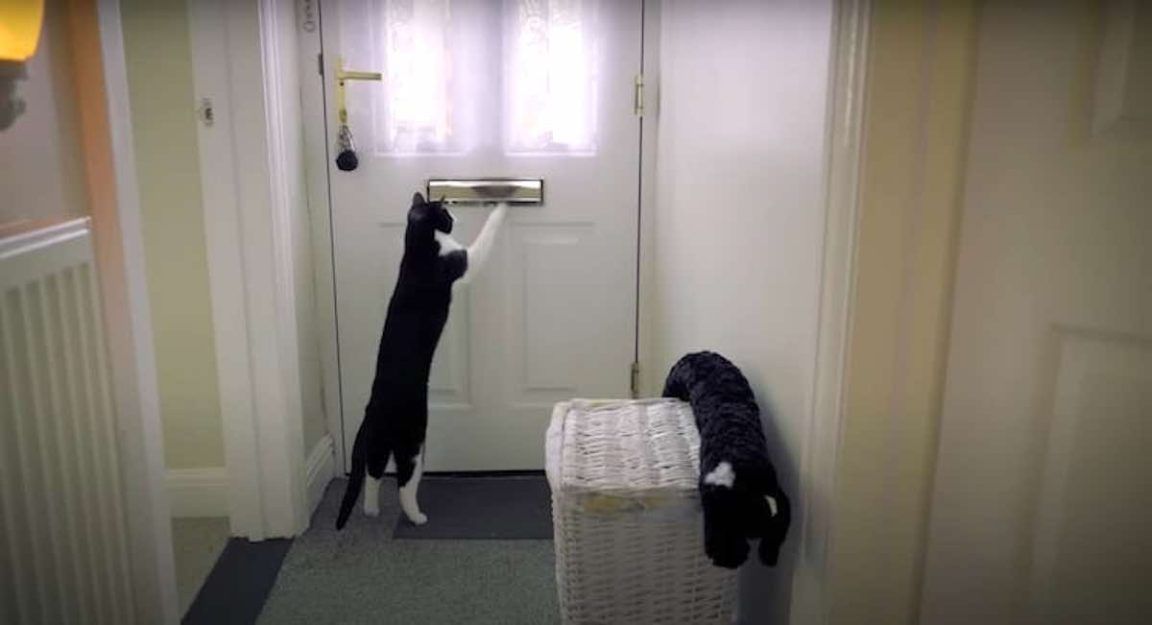 Zebby, le chat qui aide sa propriétaire sourde, remporte le prix ...