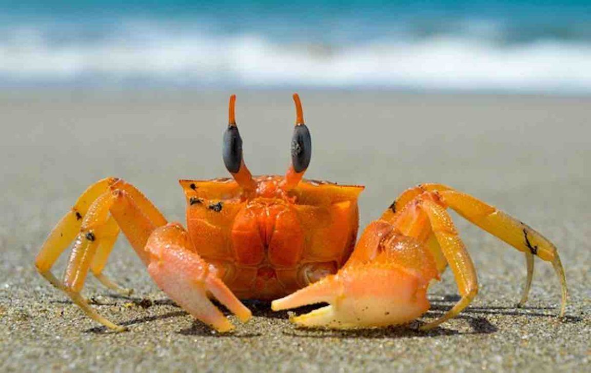 Pour mieux comprendre la carcinisation : la tendance évolutive en ...