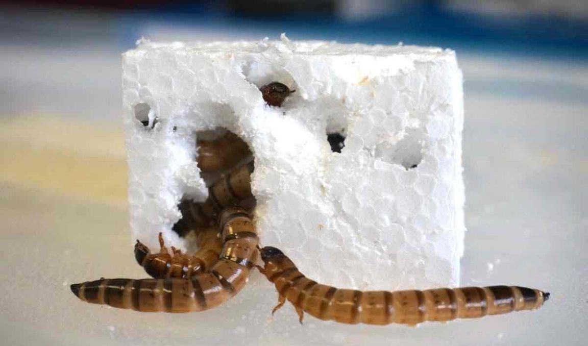 Les « supervers » peuvent volontiers manger du polystyrène, offrant ...