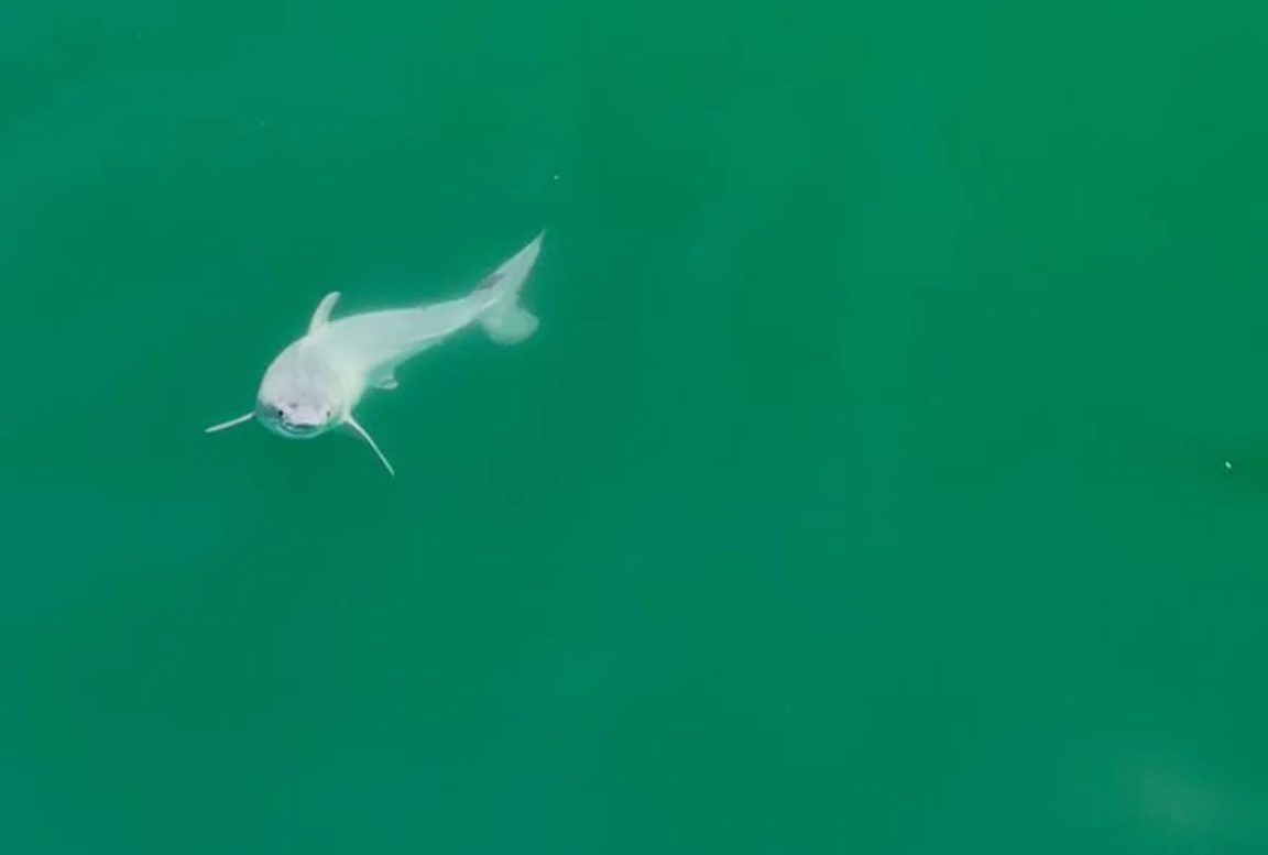 La toute première observation mondiale d'un bébé grand requin blanc a ...