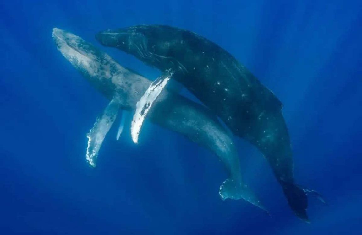 Les toutes premières photos d'une relation intime entre deux baleines à ...