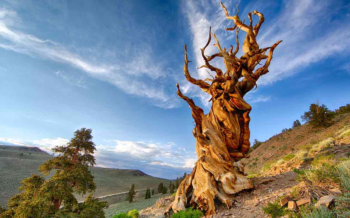 Mathusalem : Cet arbre était présent lorsque les anciens Égyptiens ont ...