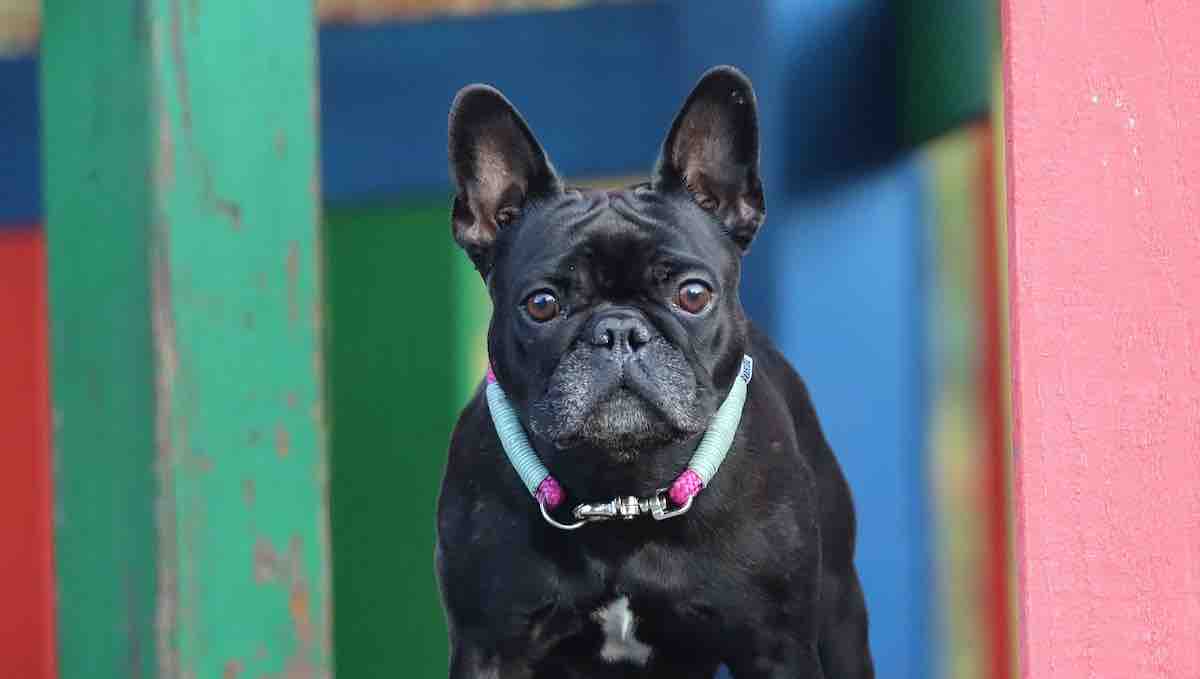La mâchoire d'un chiot repousse spontanément après avoir été retirée en ...